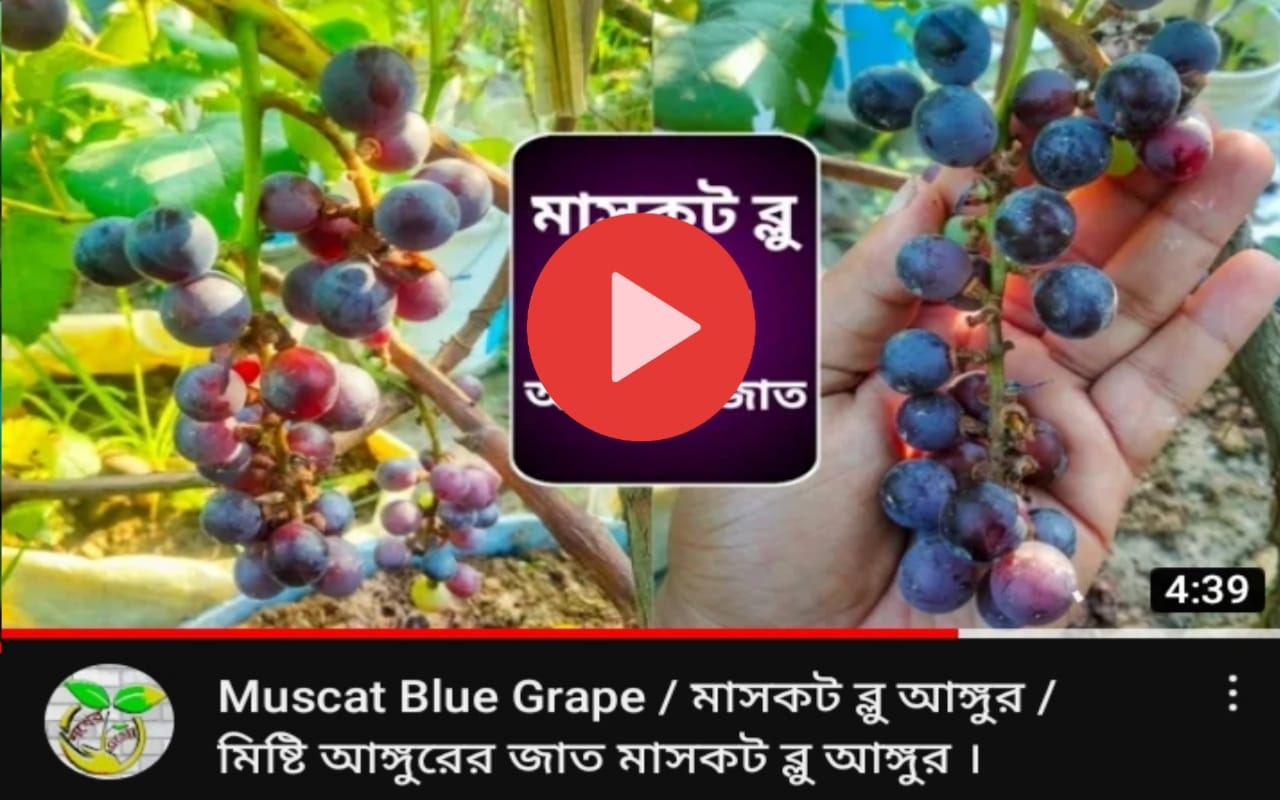 Muscat Blue Grape মাসকট ব্লু আঙ্গুর চারা
