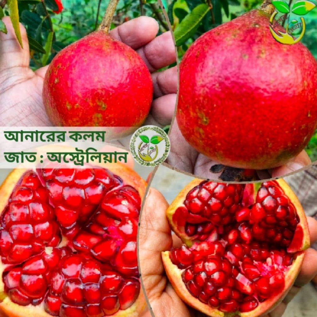 Australian pomegranate or Australian Anar / অস্ট্রেলিয়ান আনার চারা