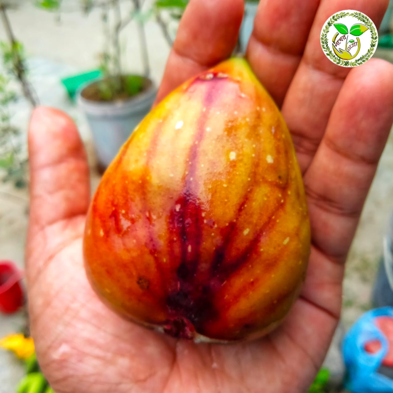 Mishori Fig or Egyptian Fig / মিশরীয় ডুমুর চারা