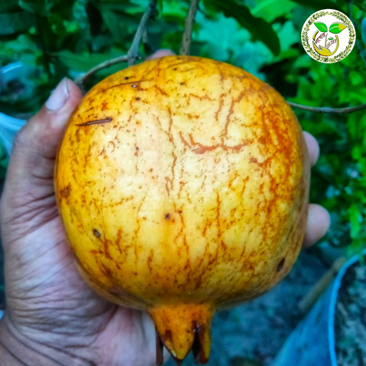 পাকিস্তানি আনার চারা / Pakistani anar or Pakistani pomegranate