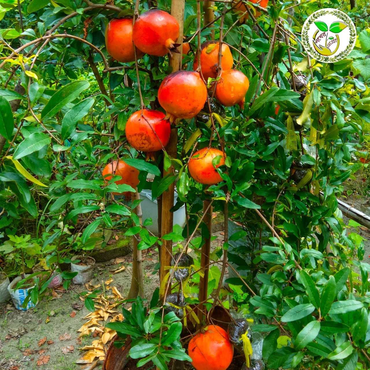 ভাগোয়া আনার চারা / Vhagwa pomegranate or Vagua Anar