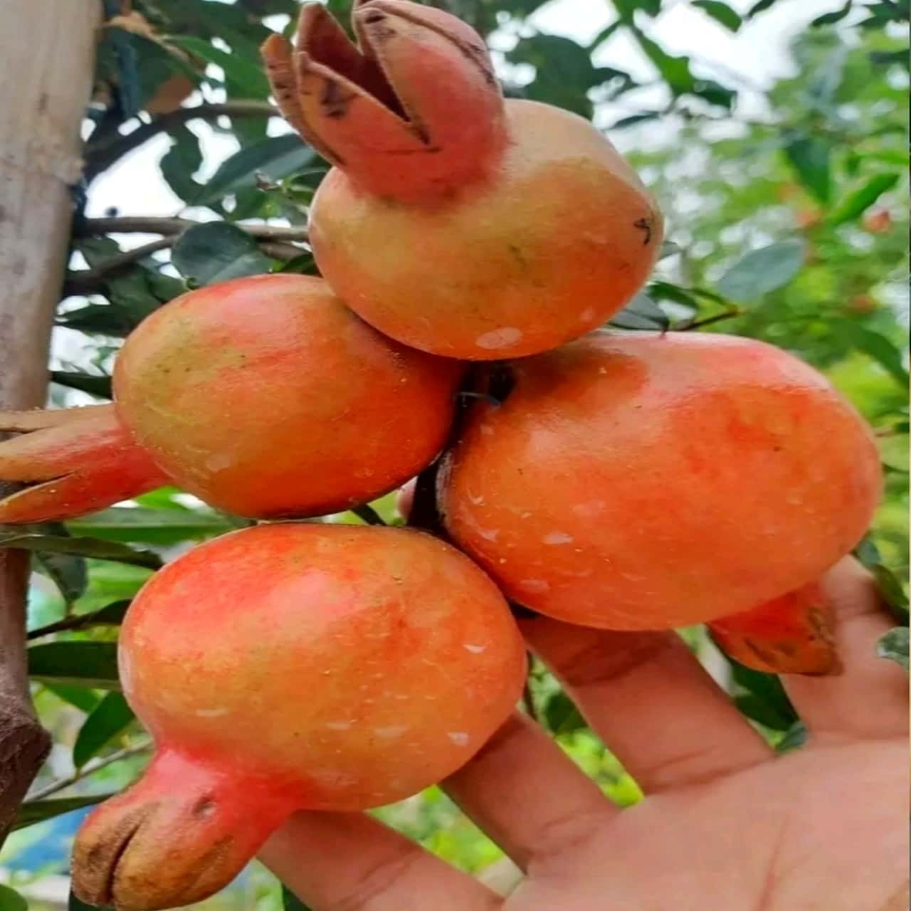 ম্যাক্সিকান আনার চারা / mexican anar or mexican pomegranate