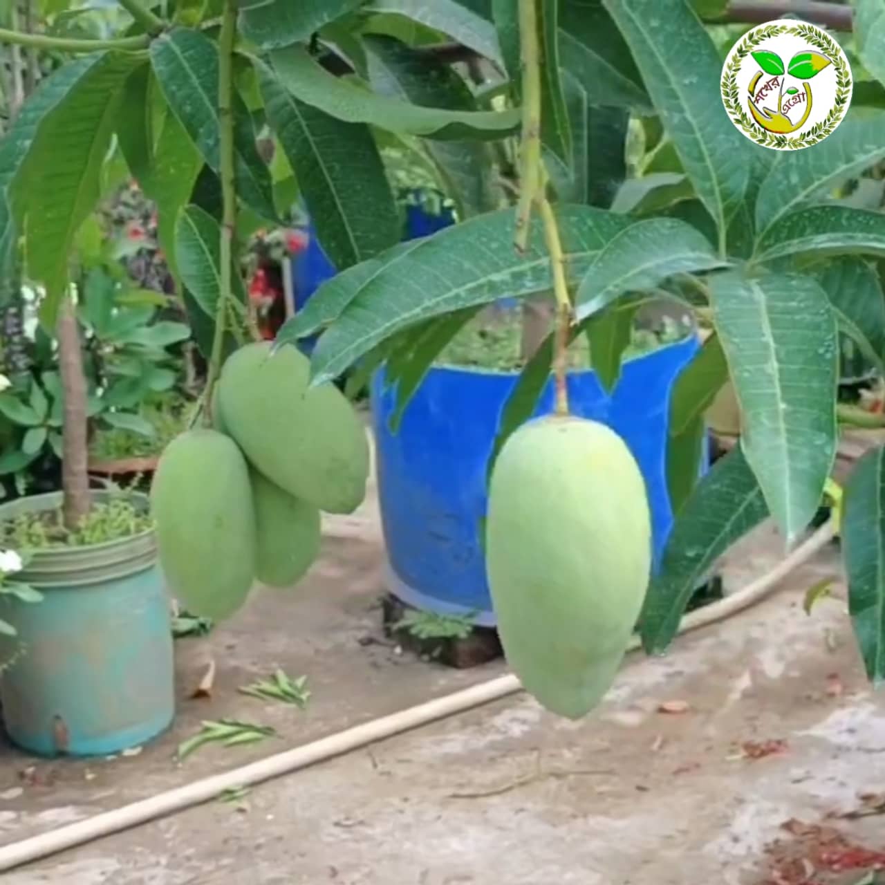 বারোমাসি আম চারা বা baromashi mango tree