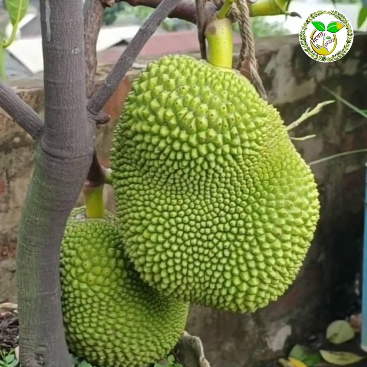 বারোমাসি কাঁঠাল চারা বা baromashi jackfruit tree