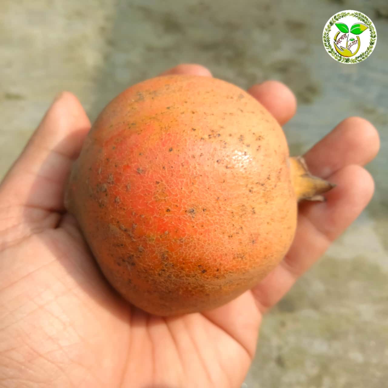 ওয়ান্ডারফুল আনার চারা / Wonderful Pomegranate Tree