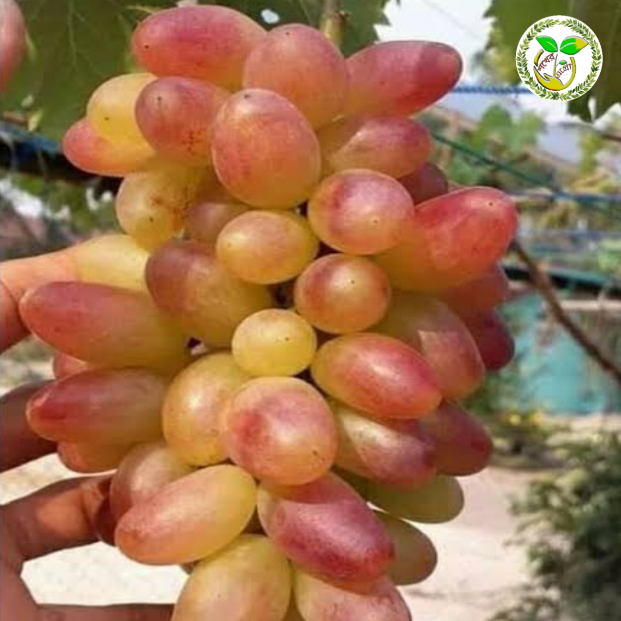 ট্রান্সফিগারেশন আঙ্গুর চারা বা Transfiguration Grape or transfiguration ...
