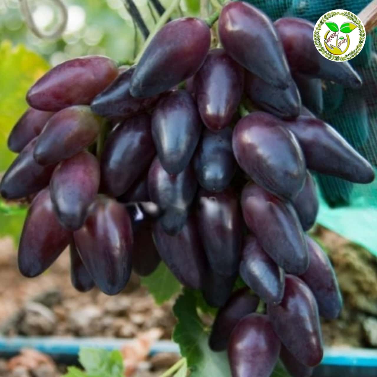 মাটিও আঙ্গুর চারা বা Matio Grape or Matio angur.