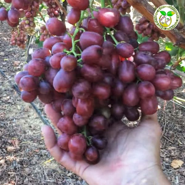 ক্রিমসন আঙ্গুর চারা বা Crimson Grape or crimson angur