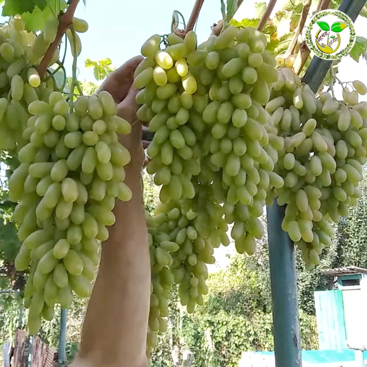 হোসেন কেলিন বরমক আঙ্গুর চারা বা Husain kelin barmak grape or Husain ...