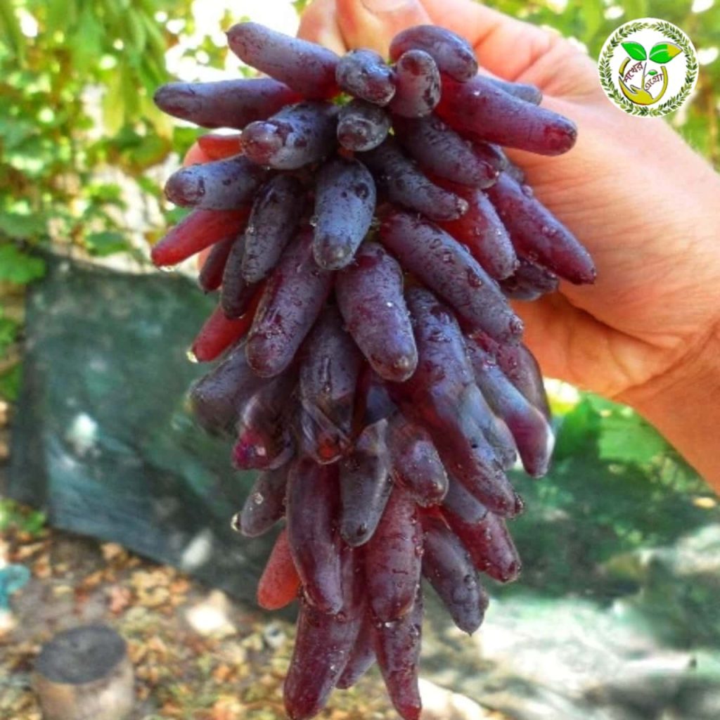 হ্যালোইন আঙ্গুর চারা বা Halloween grape tree or Halloween Angur