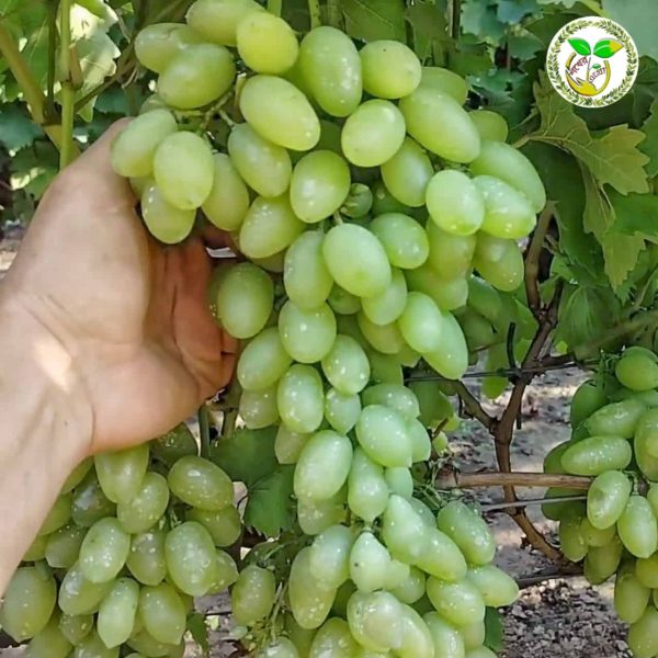 এলব্রুস আঙ্গুর চারা বা Elbrus grape tree or Elbrus angur chara