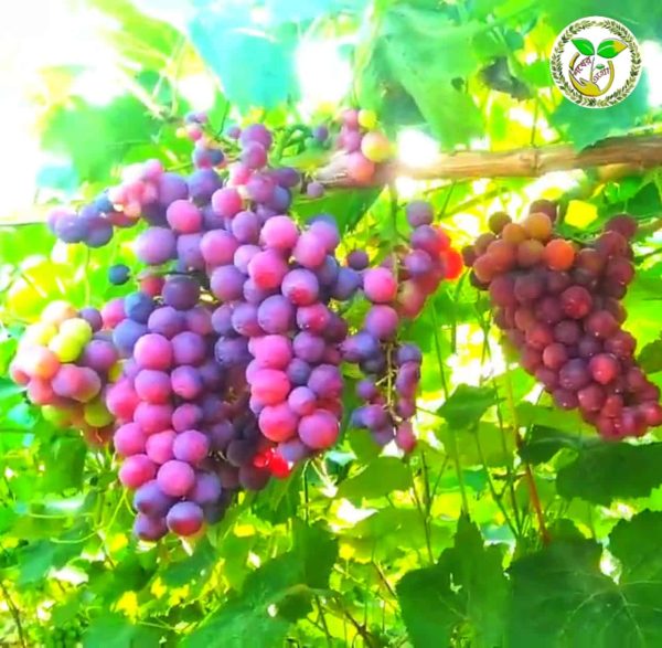 কার্ডিনাল আঙ্গুর চারা বা Cardinal grape tree or Cardinal angur chara