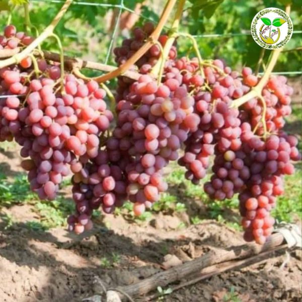 লিবিয়া আঙ্গুর চারা বা Libya Grape tree or Libiya angur chara