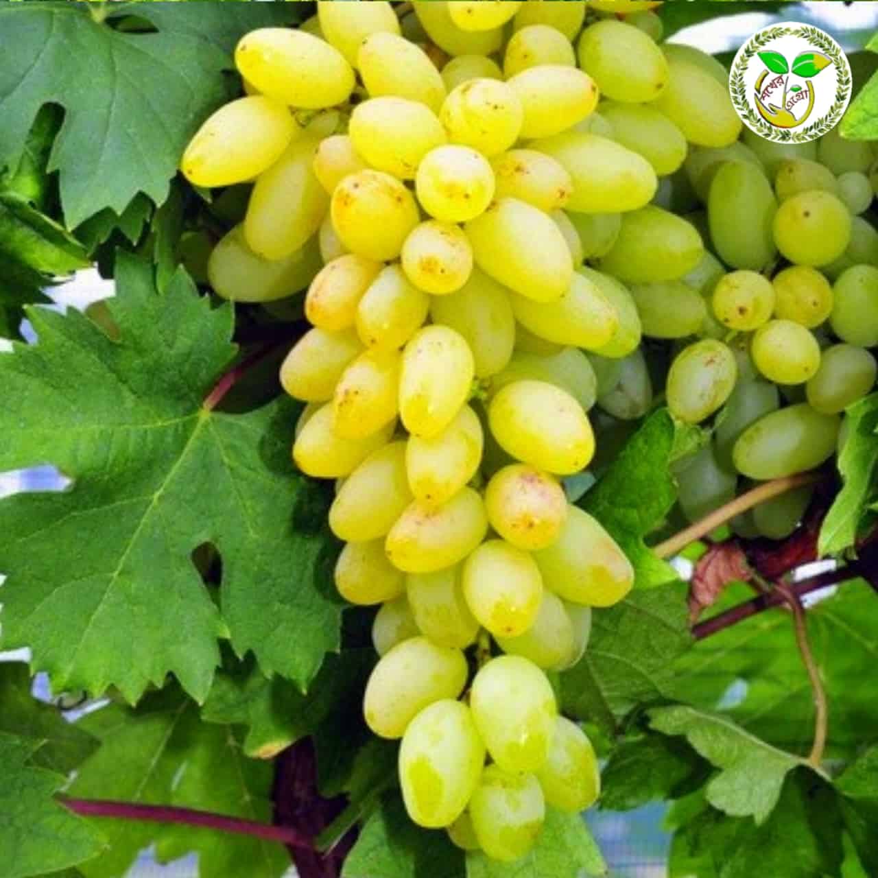 সেন্টেনিয়াল সিডলেস আঙ্গুর চারা বা Centennial Seedless Grape or ...