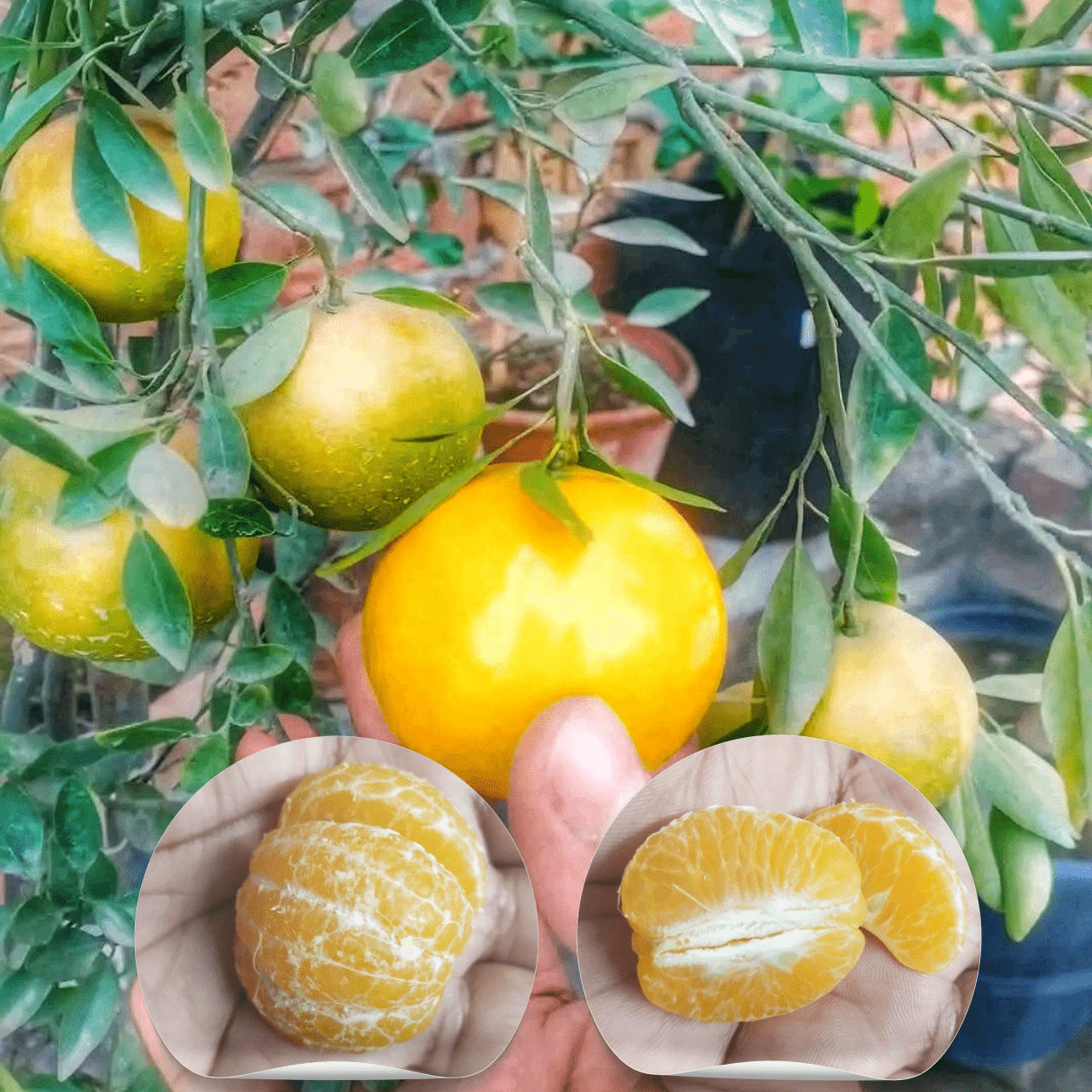 Sweet Mandarin / সুইট ম্যান্ডারিন বা বারোমাসি কমলা চারা