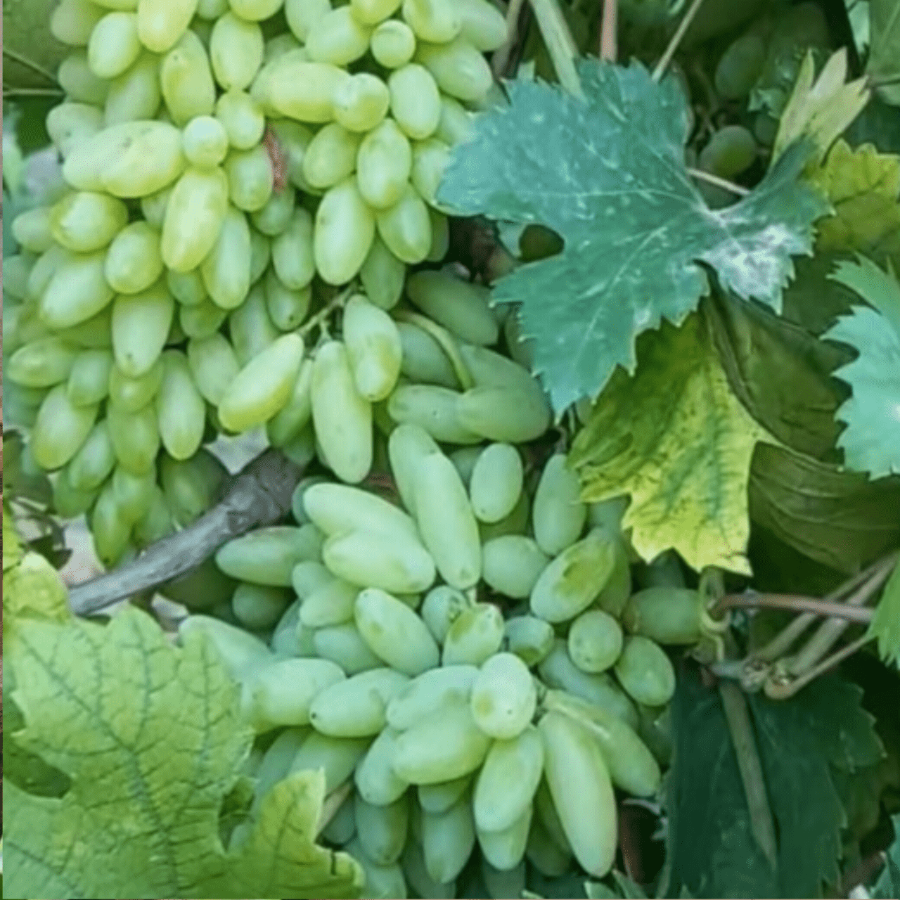 ল্যাম্বোরগিনি সিডলেস আঙ্গুর চারা বা Lamborghini Seedless Grape tree or ...