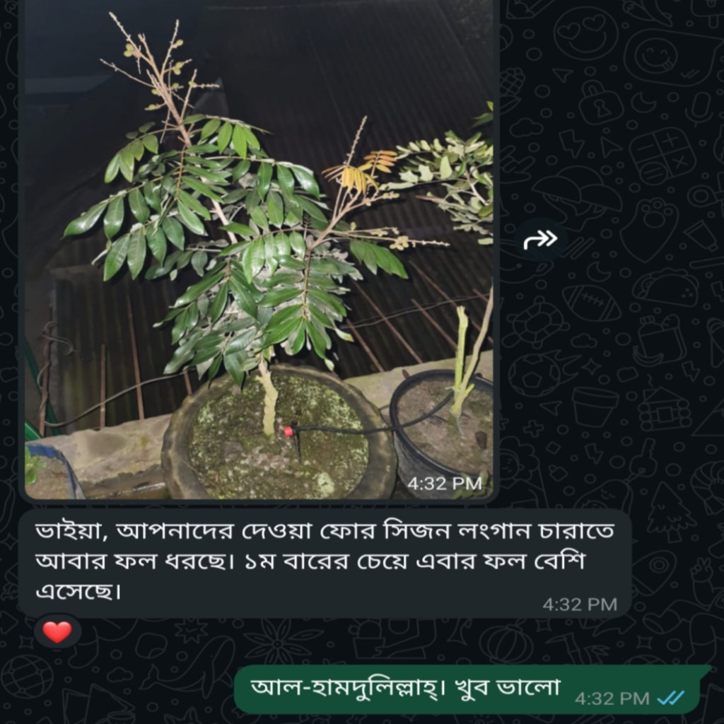 four season longan Checkout | শখের এগ্রো - Sokher Agro